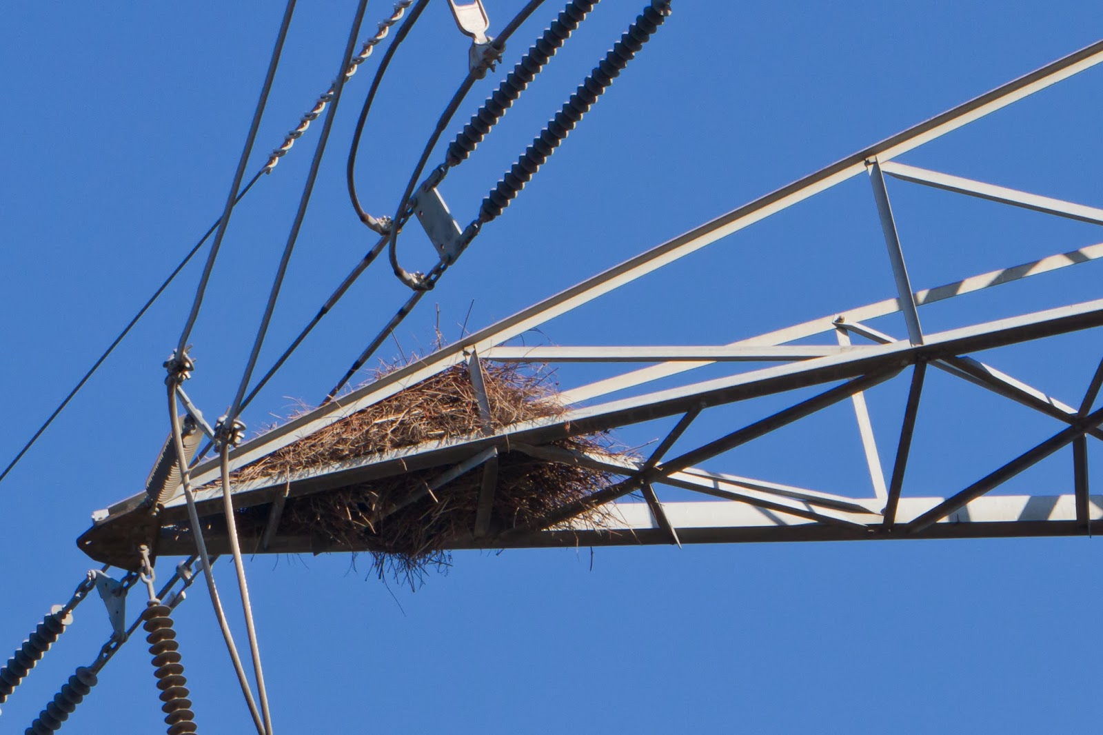 NatureWatch: A Plethora of Parakeets