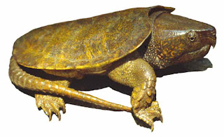 Big-headed Turtle