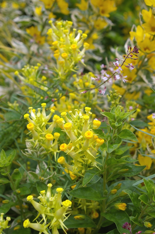 John Grimshaw's Garden Diary: Peloria