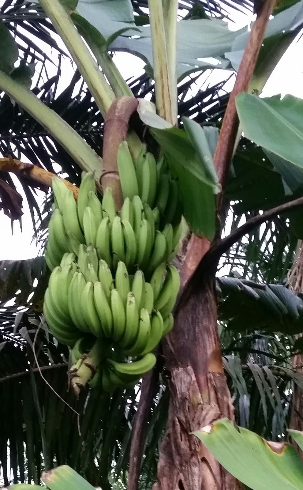 Warisan Petani: Tanaman Pisang 10 : Pisang Nangka.