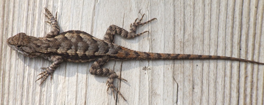 Springfield Plateau: Lizard on the Fence