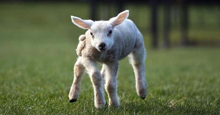 Check out this lamb born with 5 legs. | OddNaija
