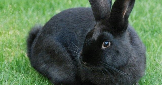 Beautiful black rabbits