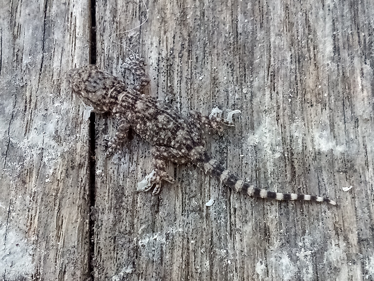 VOCE DI RUTALI... è d'altrò: La tarente de Maurétanie.