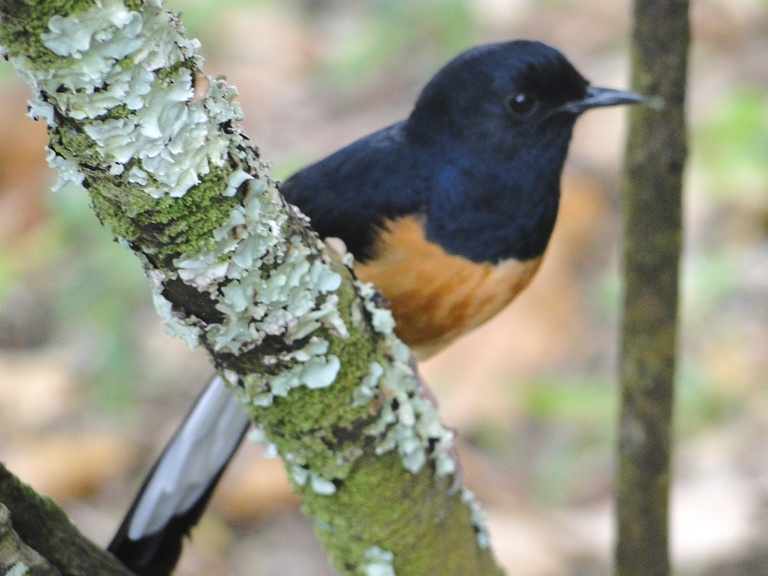 Inspiring Nature Photography By Carol Reynolds: White-Rumped Shama Thrush