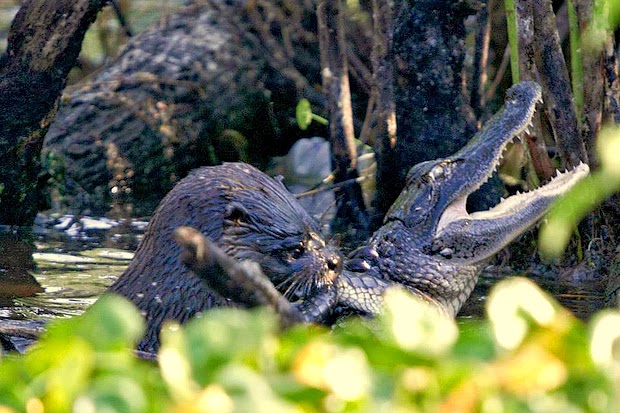 The Flying Tortoise: Otter Eats Alligator. Alligator Eats Croc...