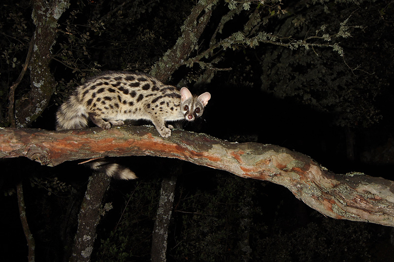 Fauna del Cinca Medio: La Gineta o Jineta