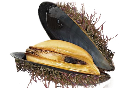 Vito e la vita: Vito da cozza pelosa