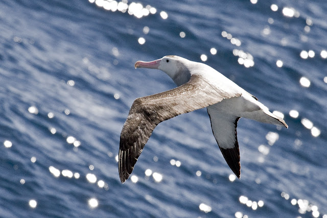 Antarctica & South America: Wandering Albatross