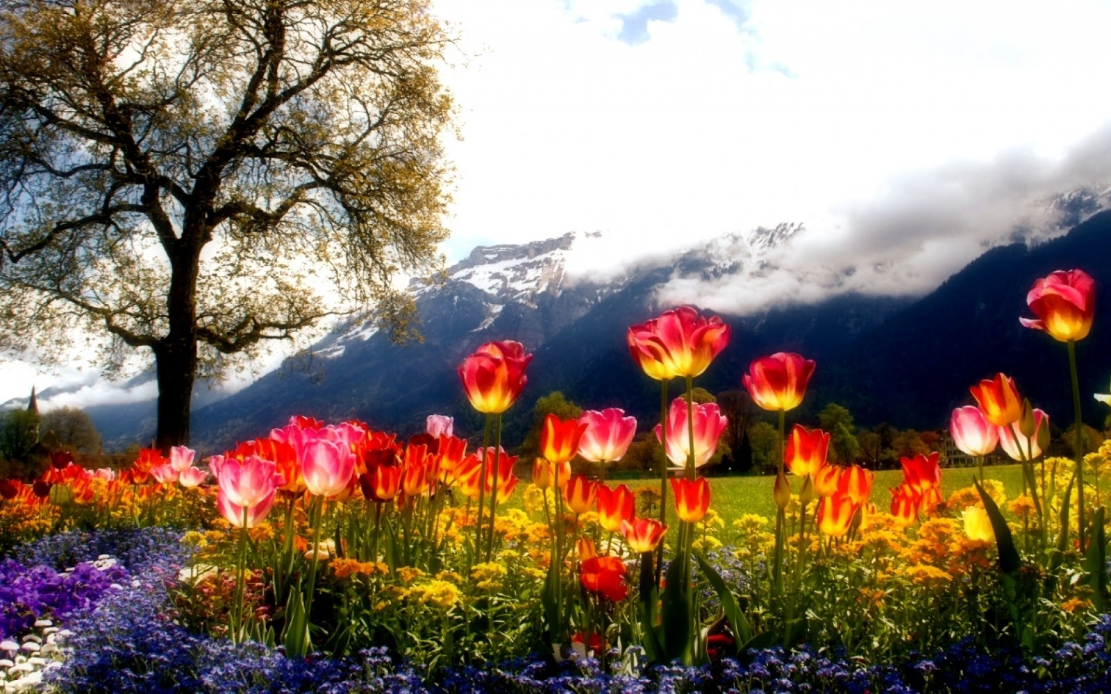 5 imagini frumoase de primavara | Poze Super Misto