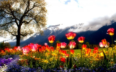 5 imagini frumoase de primavara | Poze Super Misto