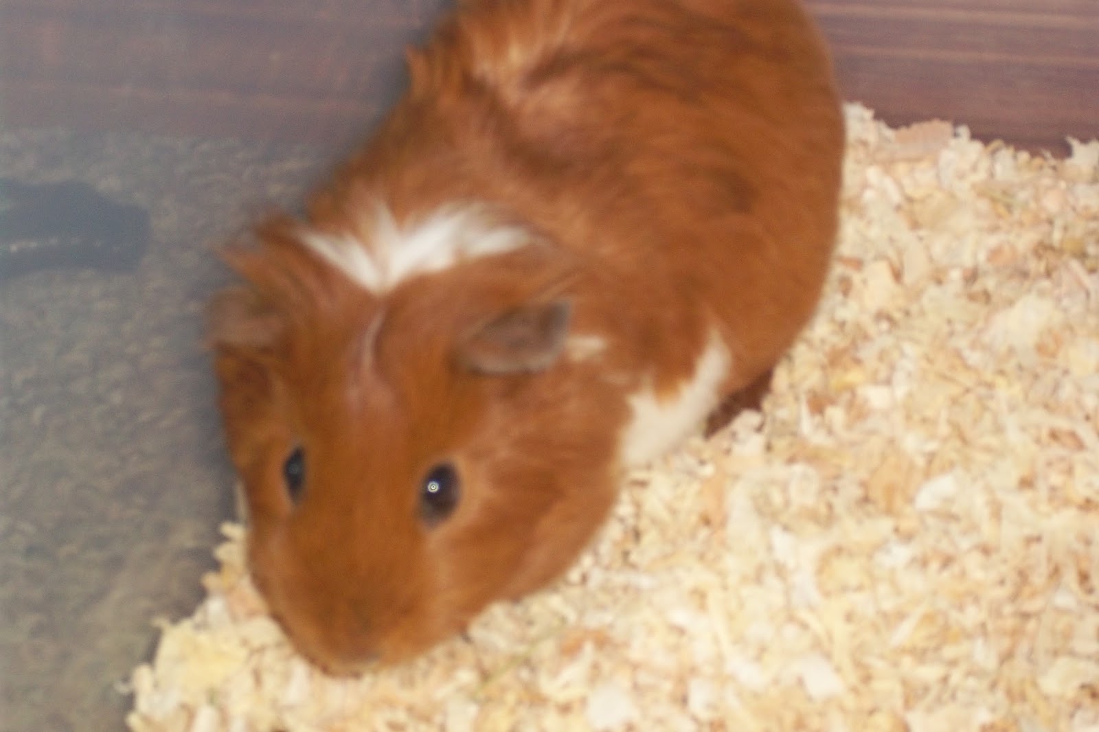 My Sweet Guinea Pig: Darwin