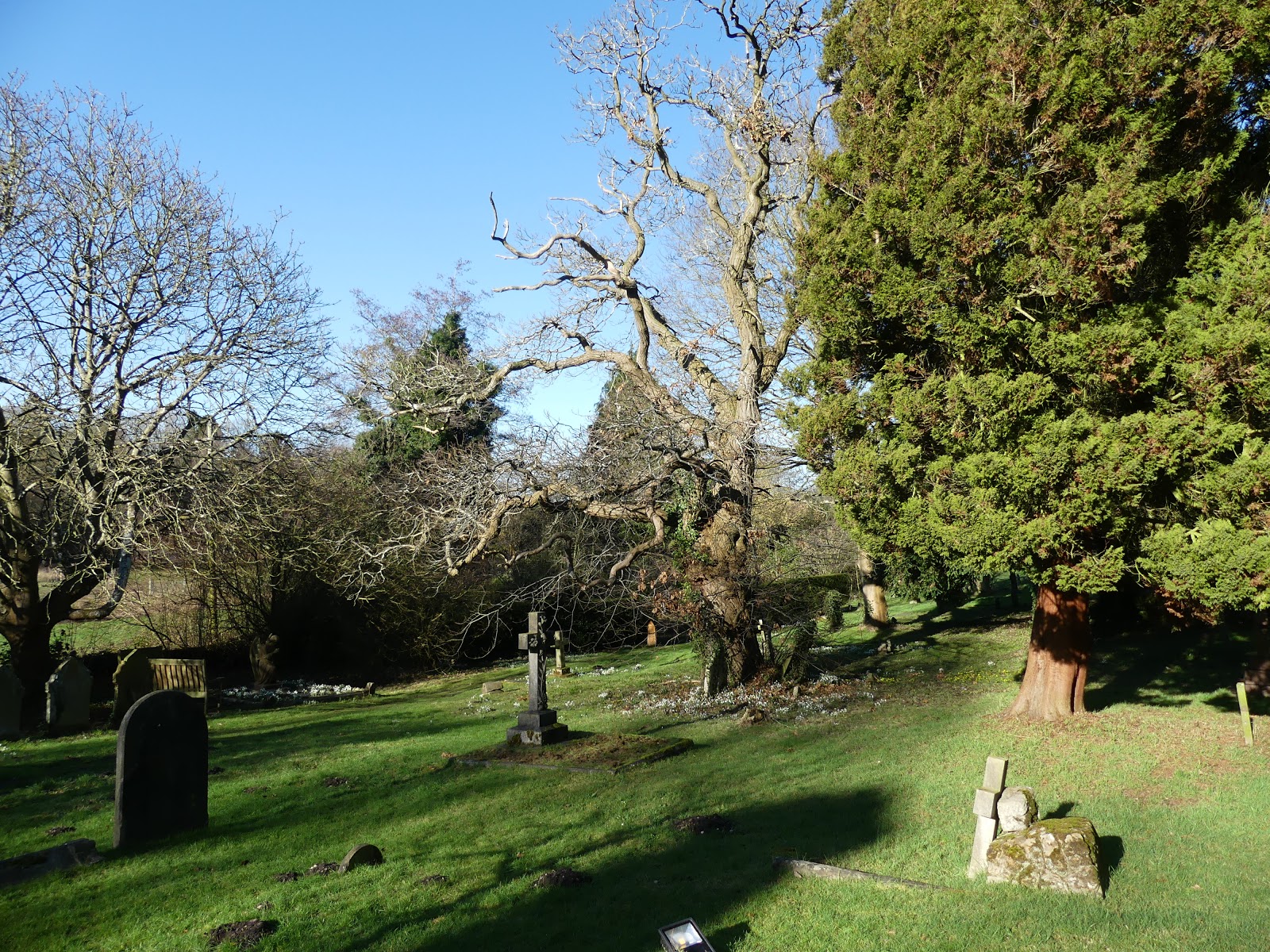 Ragged Robin's Nature Notes: Snowdrops at St Mary's Temple Balsall