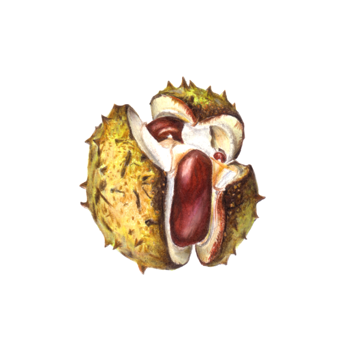 Sigrid Frensen: 2013