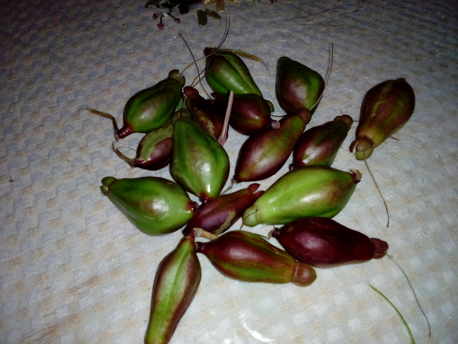 pokok herba,bunga, ulaman dan segala jenis tumbuhan: Ulam ulaman