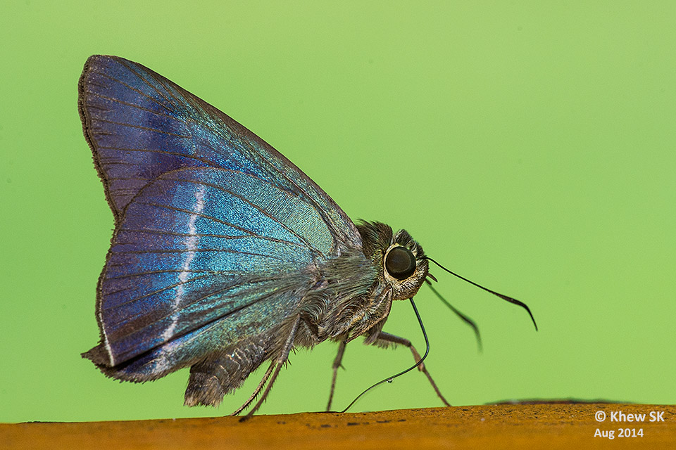 Butterflies of Singapore: Butterfly of the Month - March 2017
