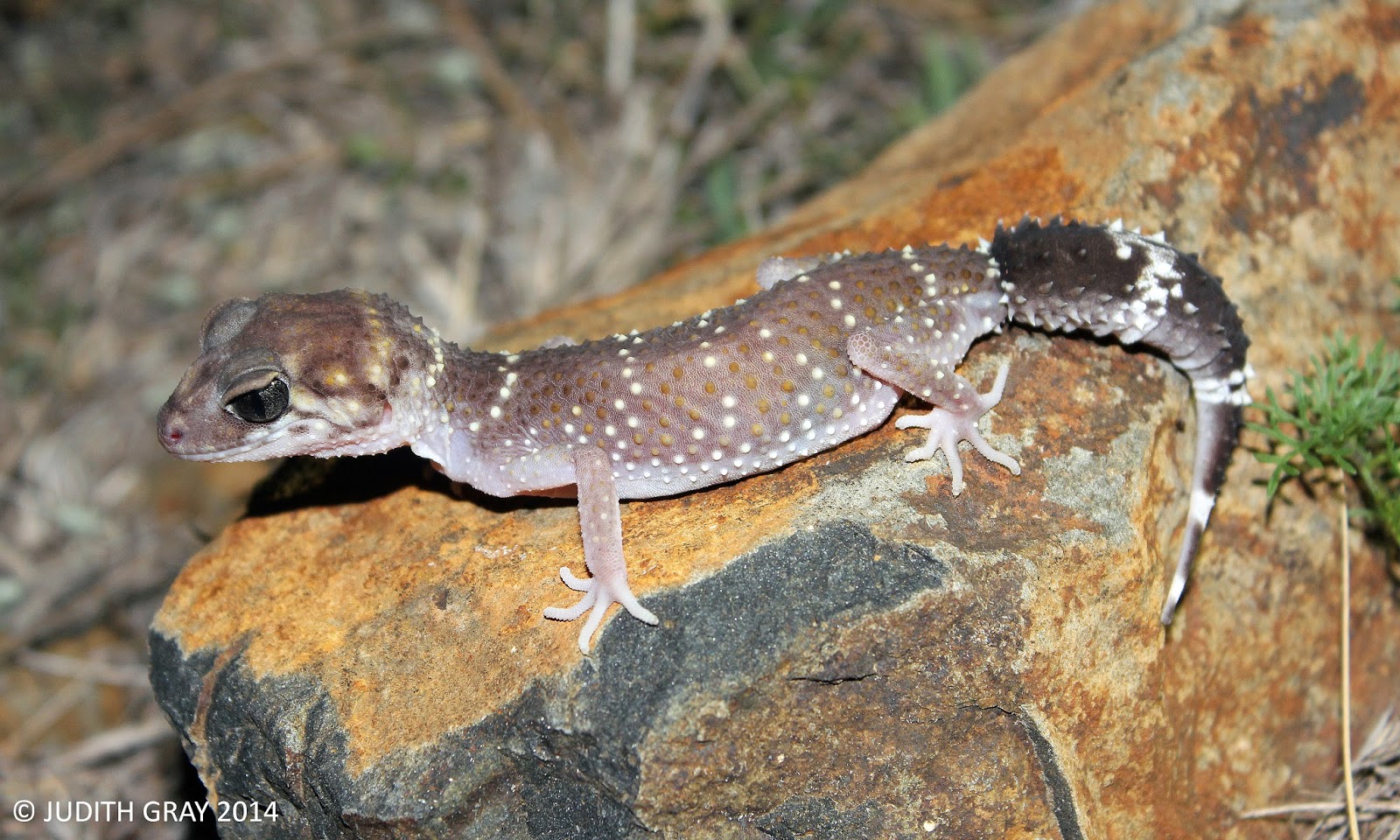 Geckos and Lizards Galore in October