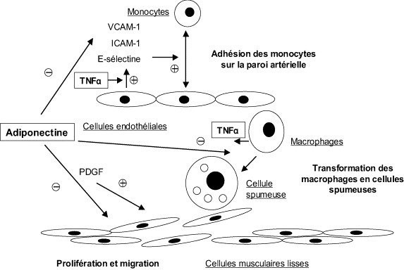 Actualités Scientifiques - Médicales: Liens entre hypercholestérolémie ...