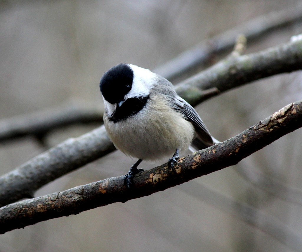 Listening in Nature: Black-capped Chickadees face off with song