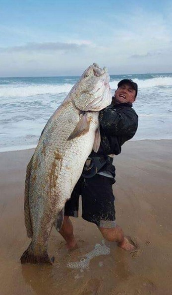 Big Fishes of the World: KOB (Argyrosomus hololepidotus)