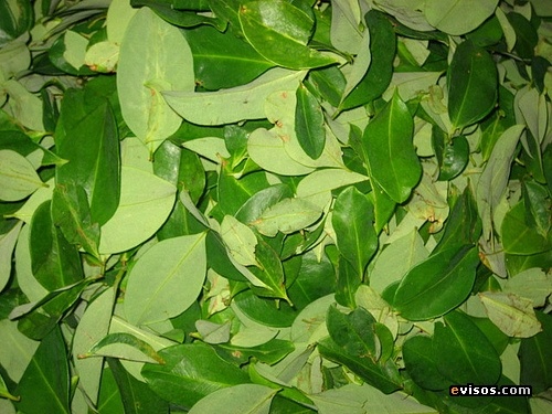 HOJAS DE COCA