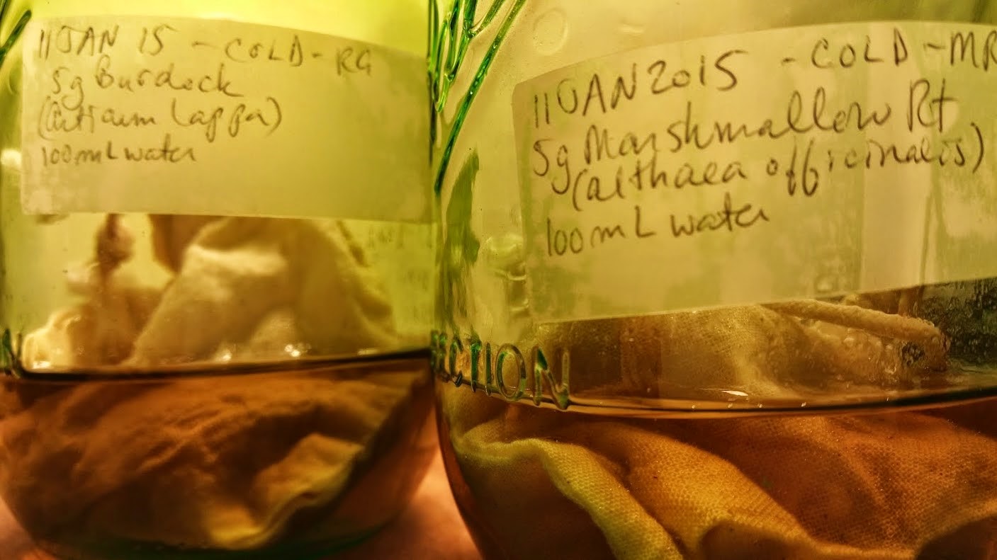 Appalachian Plant Magic and Mushrooms: Marshmallow & Burdock: Cold ...