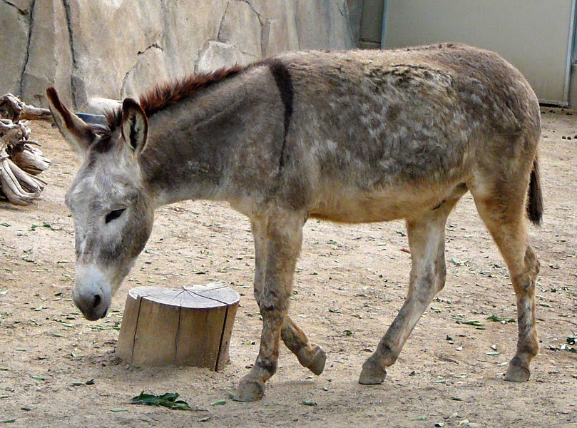 shyguy's Theme Park World: Elephant Odyssey at the San Diego Zoo