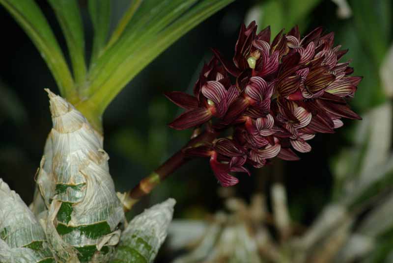 Mormodes sinuata care and culture | Travaldo's blog