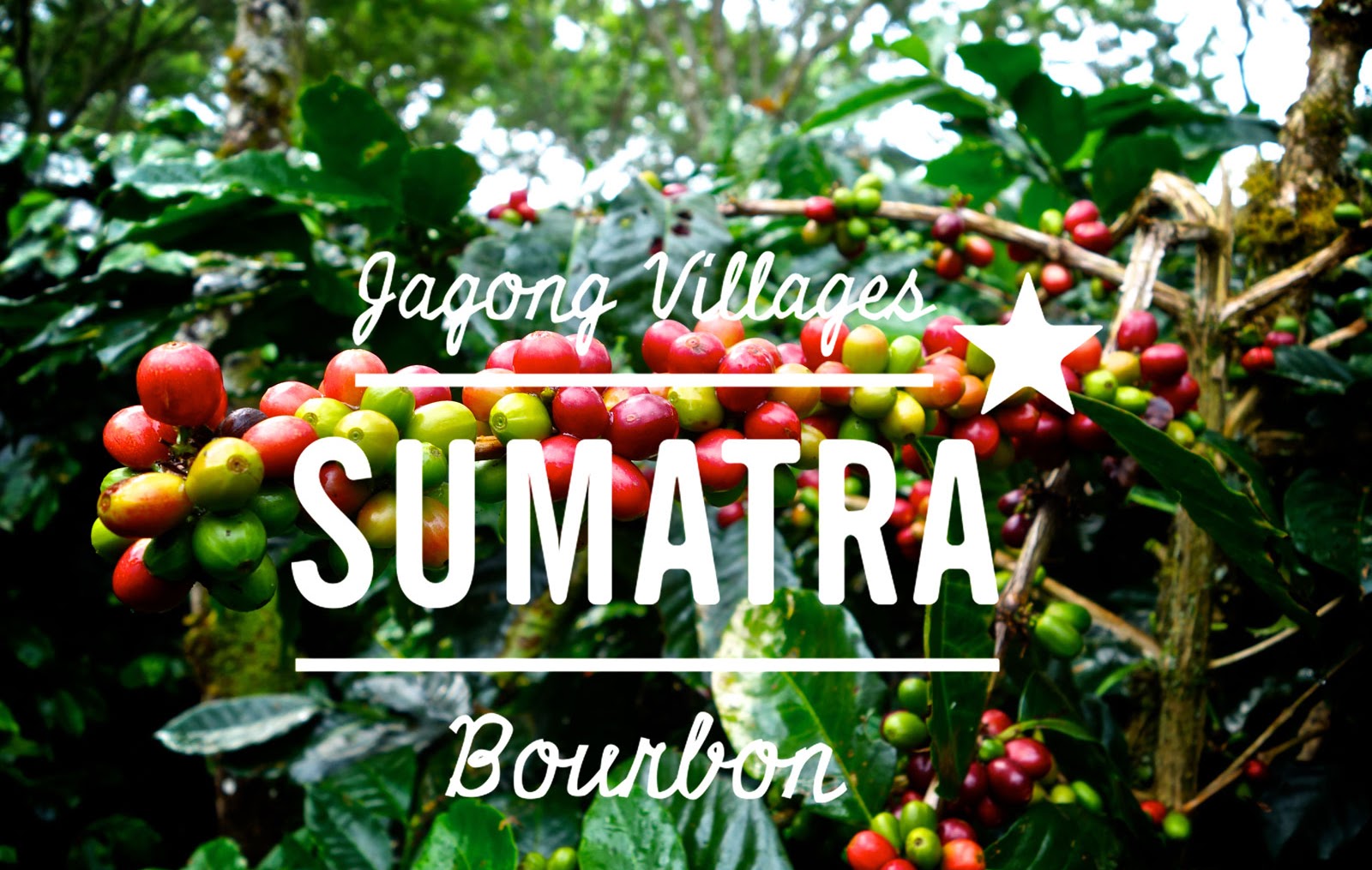 Sumatran coffee