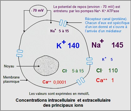 La nature de l'eau: EAU ET BIOLOGIE (2) : Fonctionnement des membranes ...
