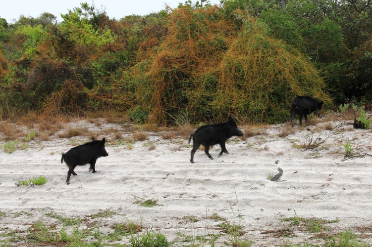 Life is Good!: Wild Florida Pigs