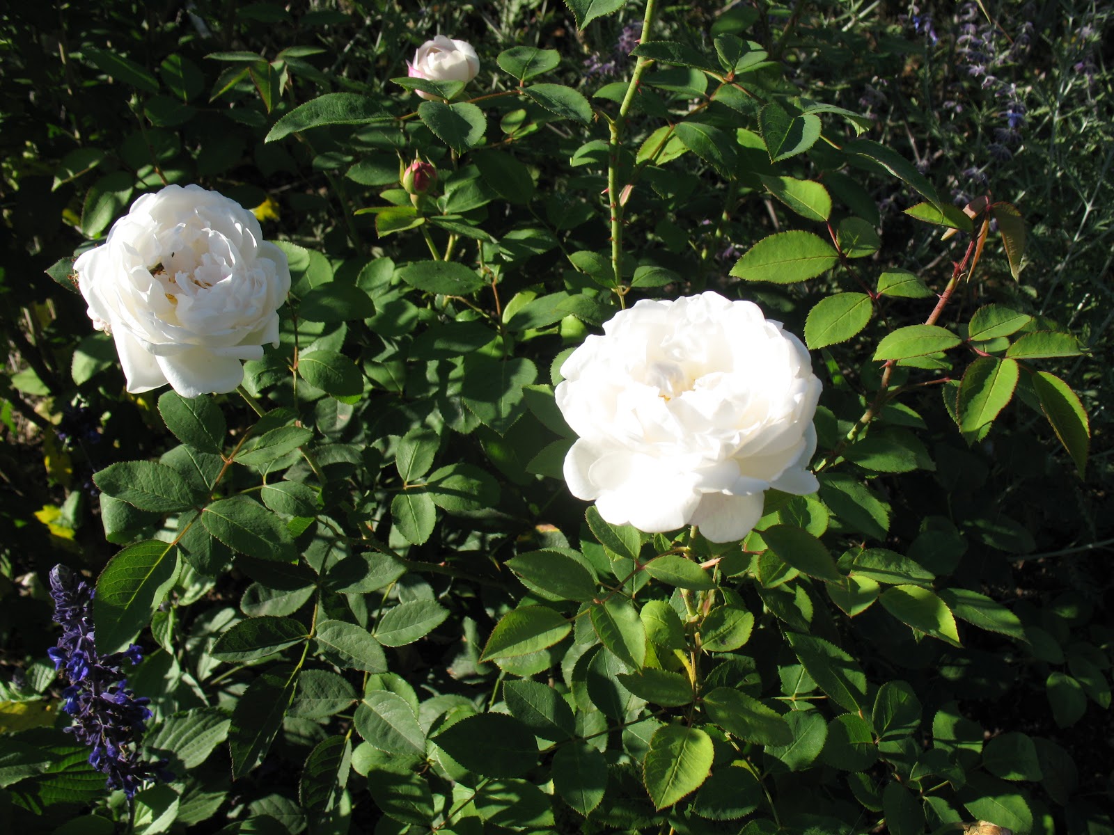 Roses du jardin Chêneland: Rosier "Winchester Cathédral"
