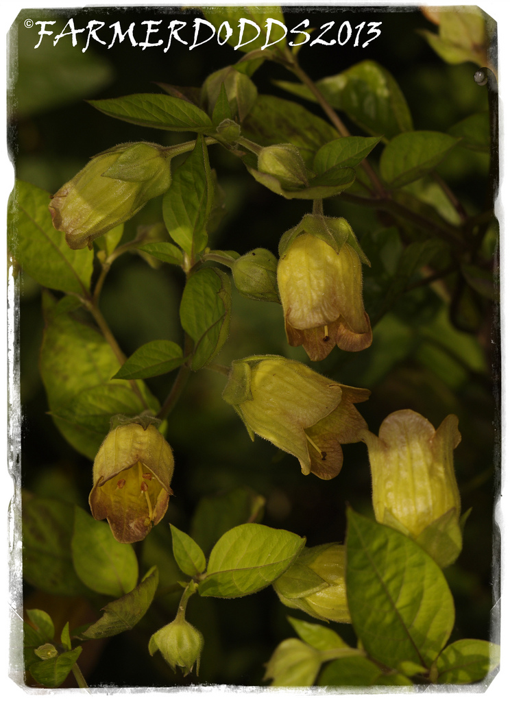 KYKEON PLANTS: THE NIGHTSHADES LIST [Solanaceae]