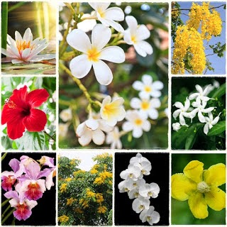 National Flowers of 10 ASEAN Countries: ประเทศบรูไน