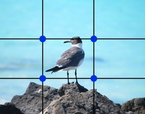 Nikon Newbie: 6 Composition Tips To Try Today!