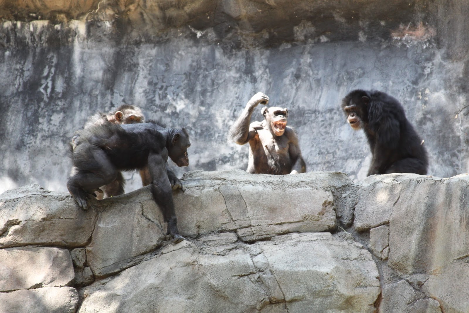 McClellan Clan: Crazy Chimps