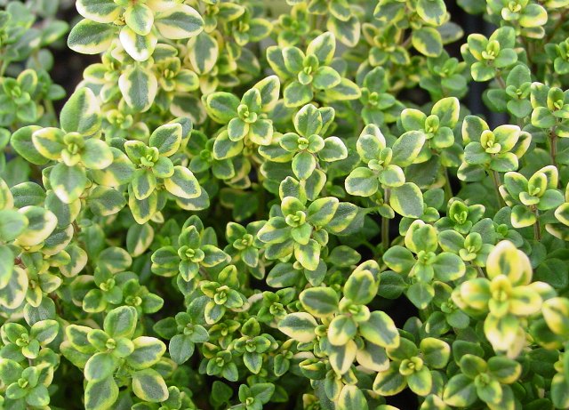 Seminte si plante de gradina hobby: Cimbrisorul-Thymus serpyllum