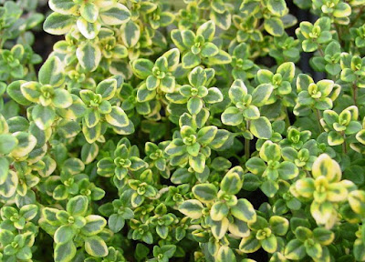 Seminte si plante de gradina hobby: Cimbrisorul-Thymus serpyllum