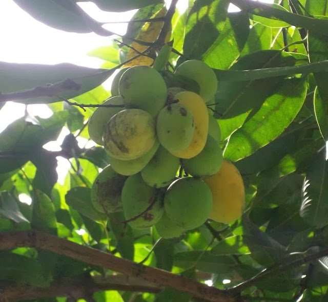 Semua Menjadi: Cintai Sungai dan Mempelam Kita