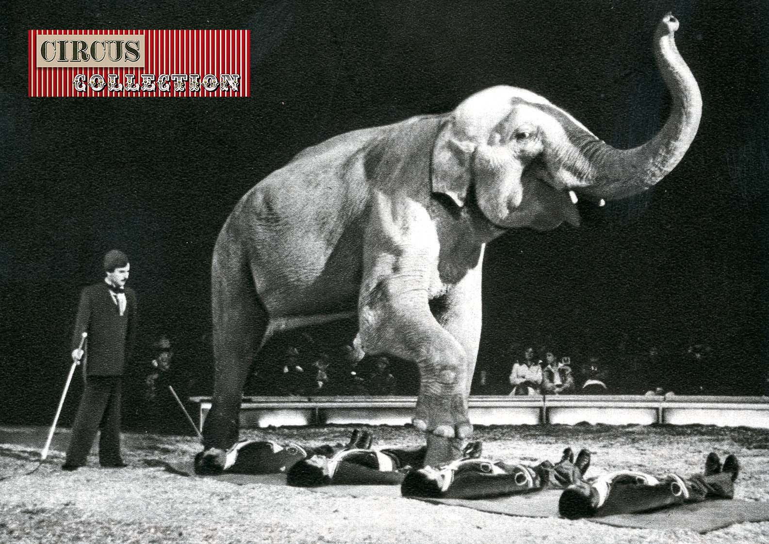 Circus -Collection: Les éléphants au cirque Knie 1980-1989