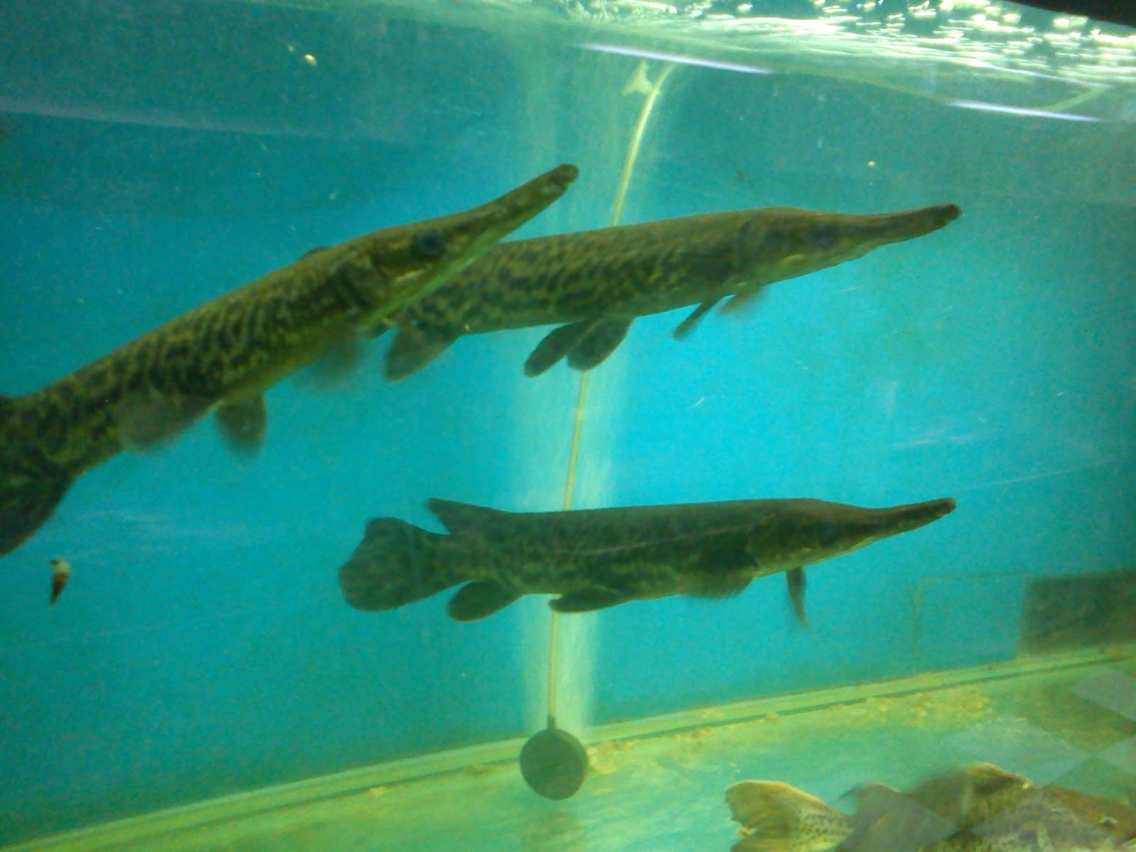 Cara Membudidayakan Ikan Aligator/ikan moncong buaya Yang Menguntungkan ...