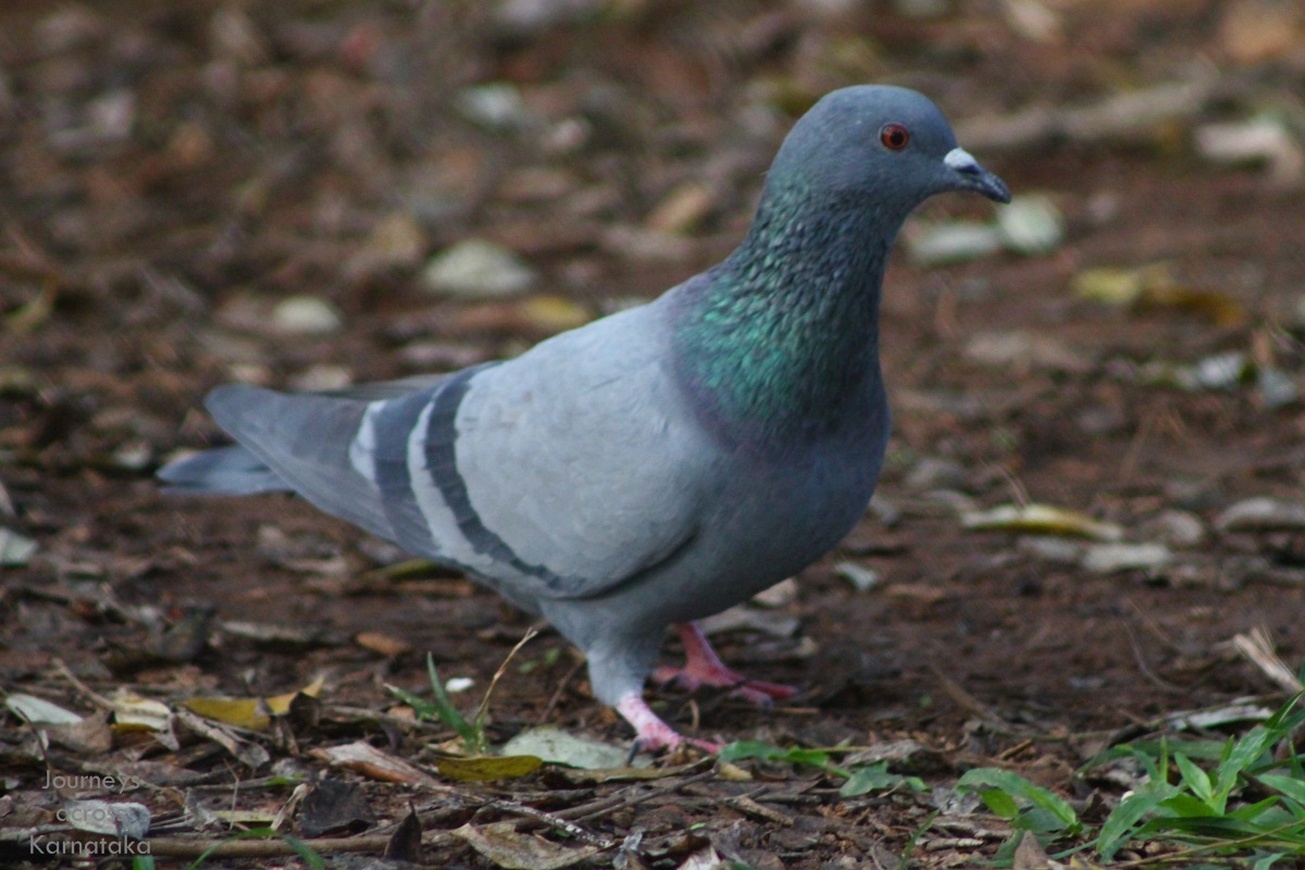 Journeys across Karnataka: squirrel, pigeon and parrot at Lalbagh
