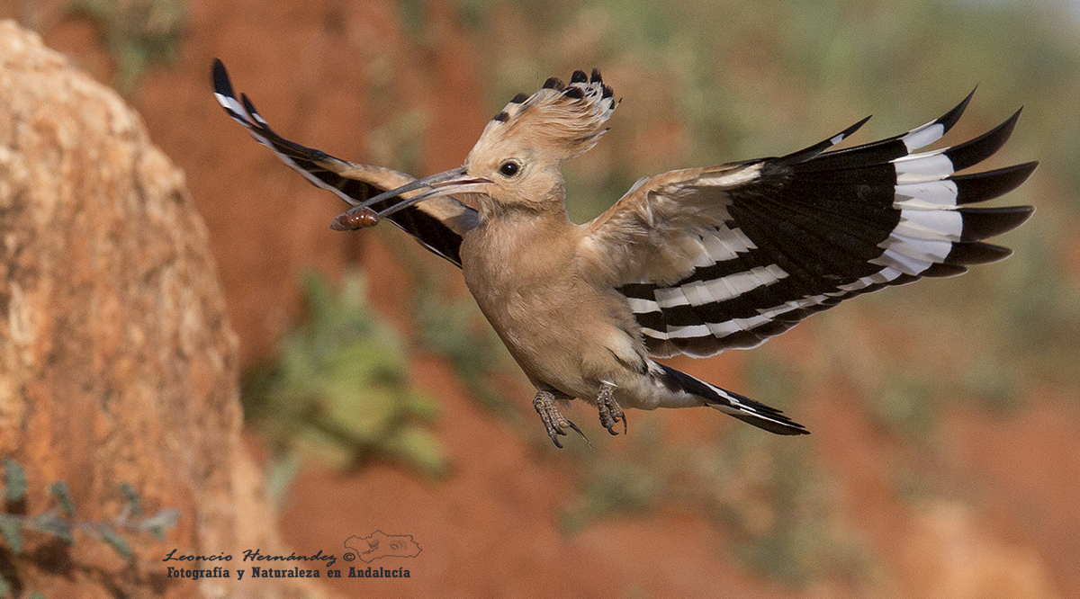 FOTOGRAFÍA Y NATURALEZA EN ANDALUCÍA: AVES-ABUBILLA (Upupa epops)