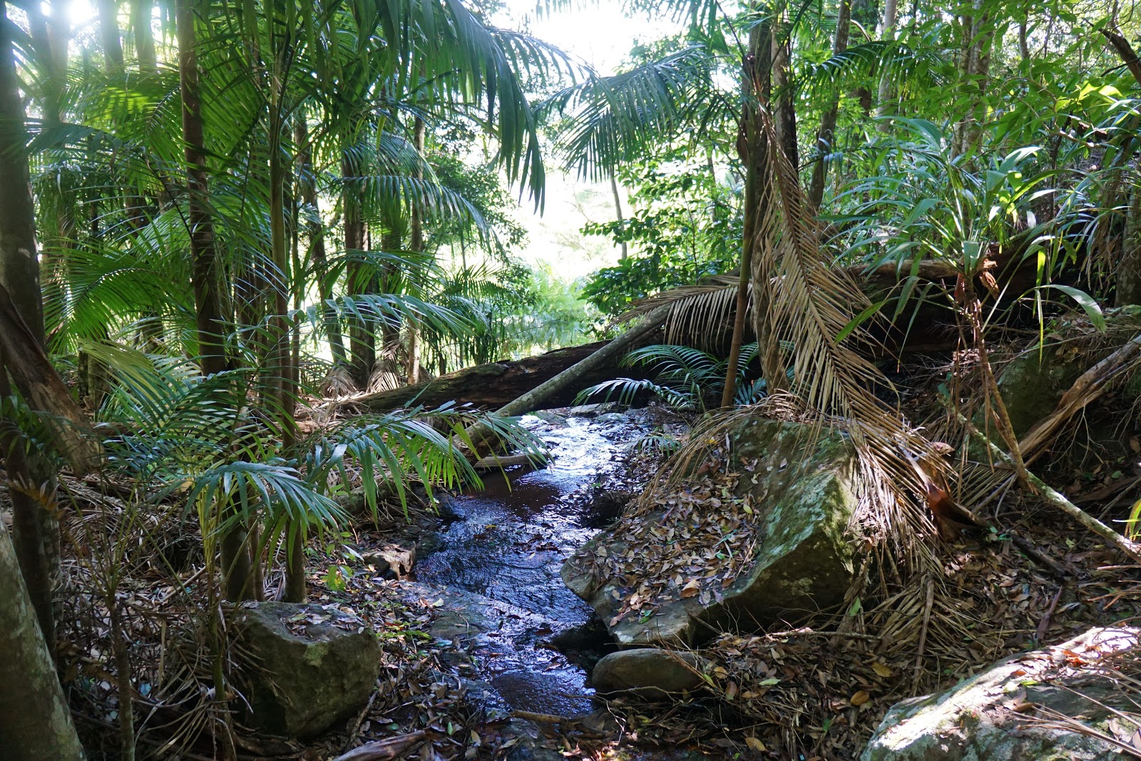 Witches Falls & Witches Chase (Tamborine National Park) ~ The Long Way ...