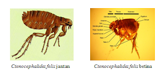 Makalah Pinjal ( mata kuliah Pengendalian Vektor Epidemiologi ) – Jati.id