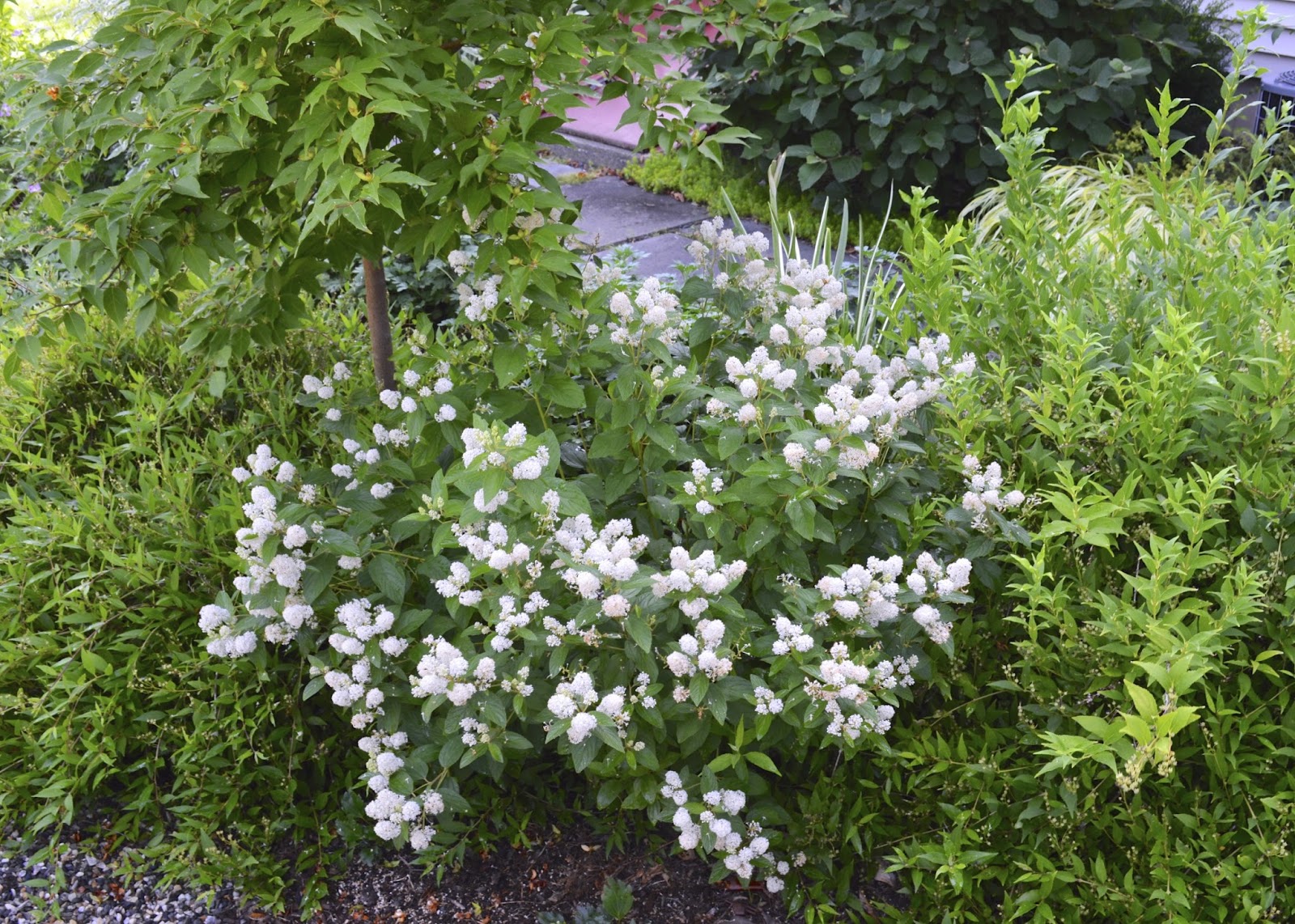 Plant Inventory at 20 Timothy : Ceanothus americanus / New Jersey Tea