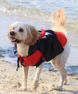 13 Spooky Halloween Gifts for Dogs | Australian Dog Lover