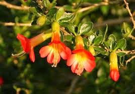 irene: LEYENDA DE LA KANTUTA