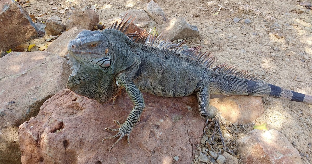 Ex-Vagabonds: Lizards and donkeys and goats