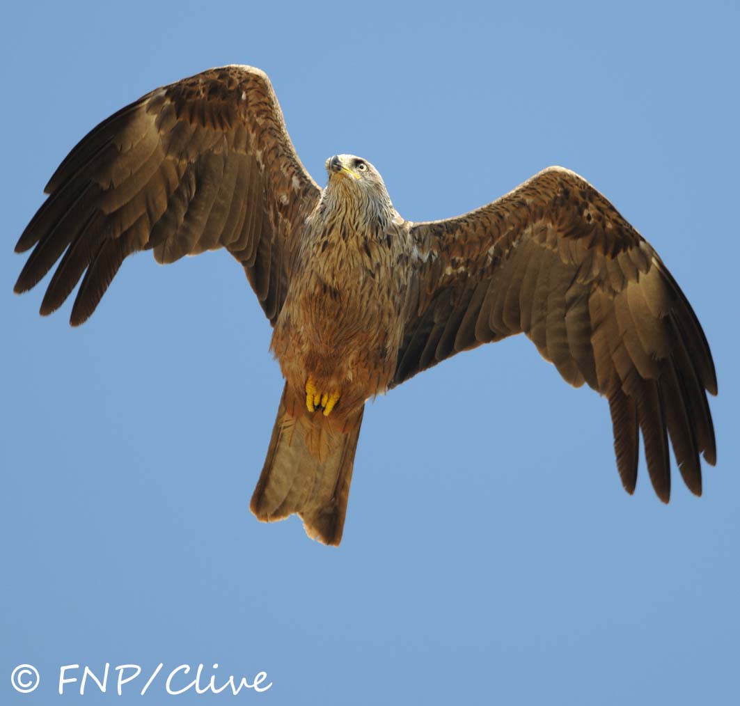 Natur-al-Andalus: Raptor Migration in late July